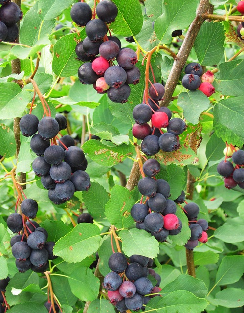 Świdośliwa – RosPak