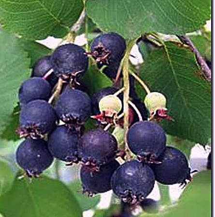 Świdośliwa – RosPak