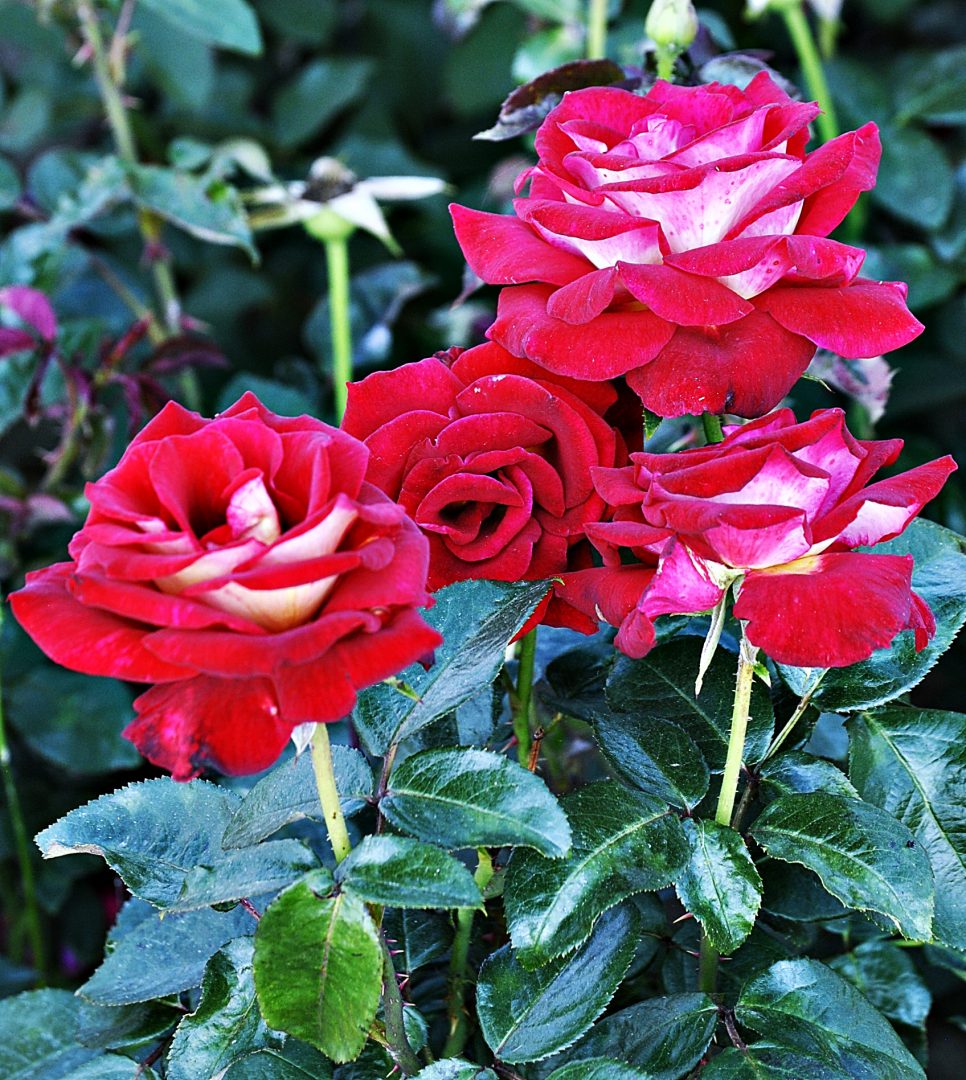 Róża wielkokwiatowa odm. Bicolette – RosPak