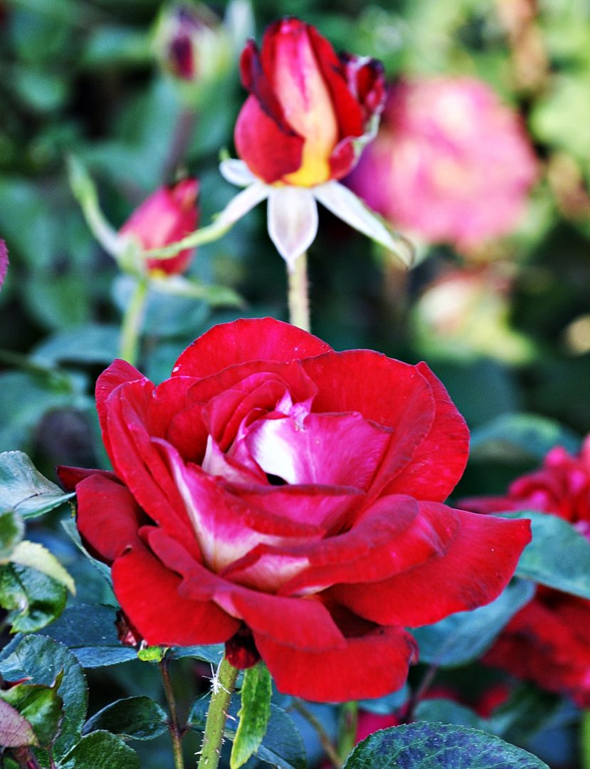 Róża wielkokwiatowa odm. Bicolette – RosPak