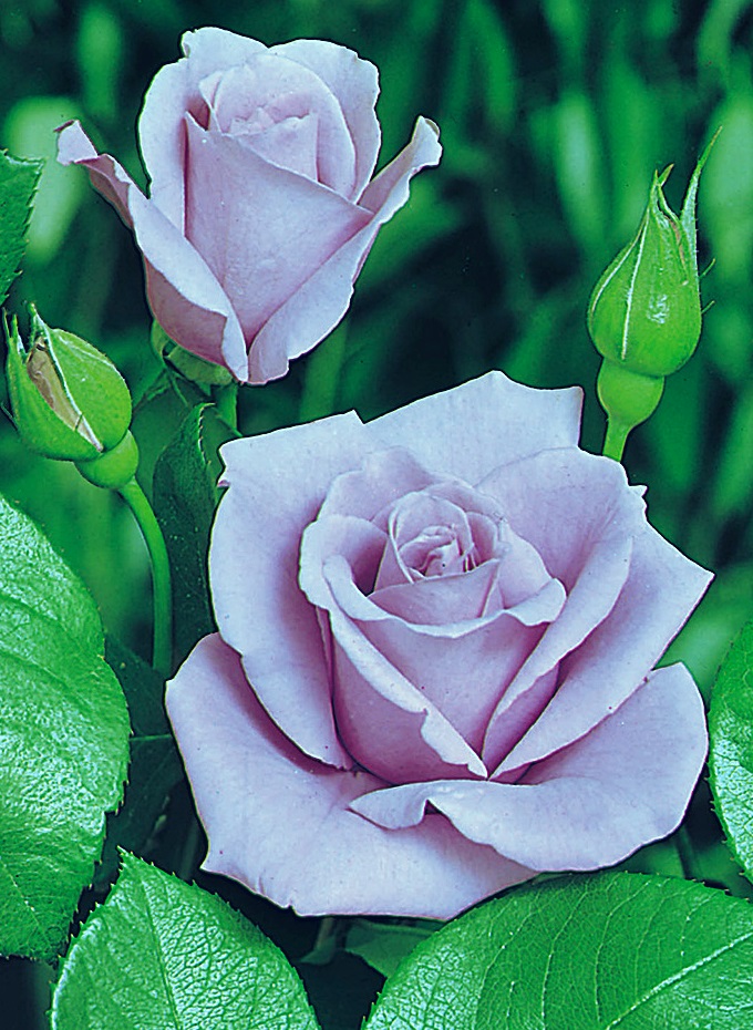 Róża wielkokwiatowa odm. Silver Star – RosPak