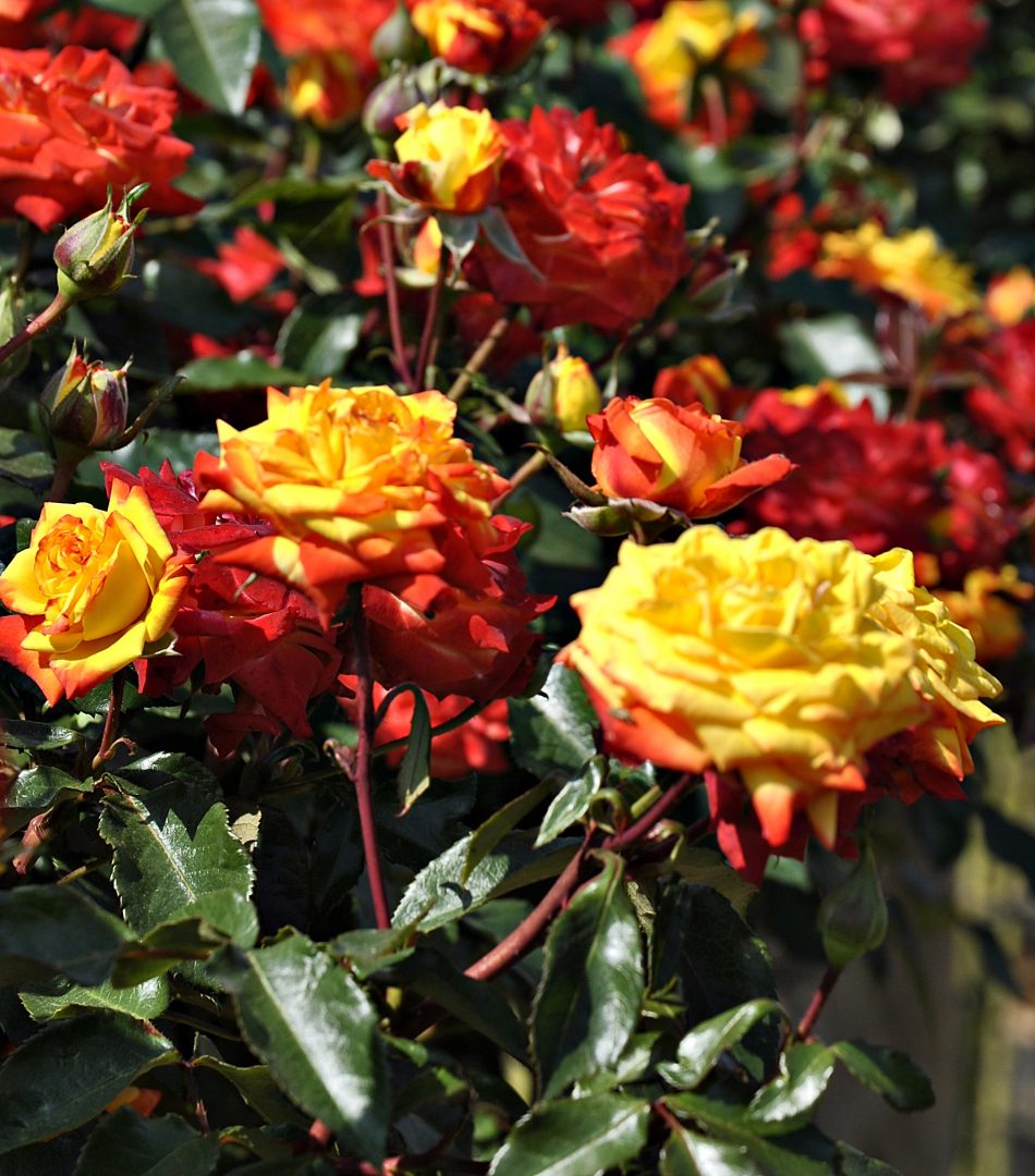 Róża rabatowa odm. Samba – RosPak