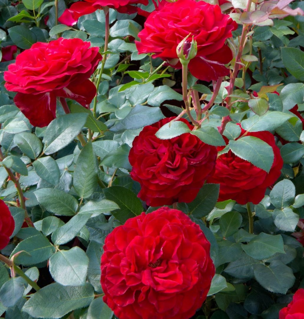 Róża wielkokwiatowa odm. Störtebeker® – RosPak