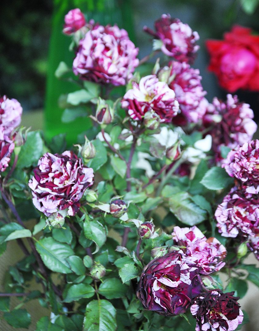 Róża rabatowa odm. New Imagine – RosPak